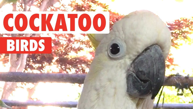 Funny Cockatoo Bird Videos That'll Make You Chuckle | The Pet ...